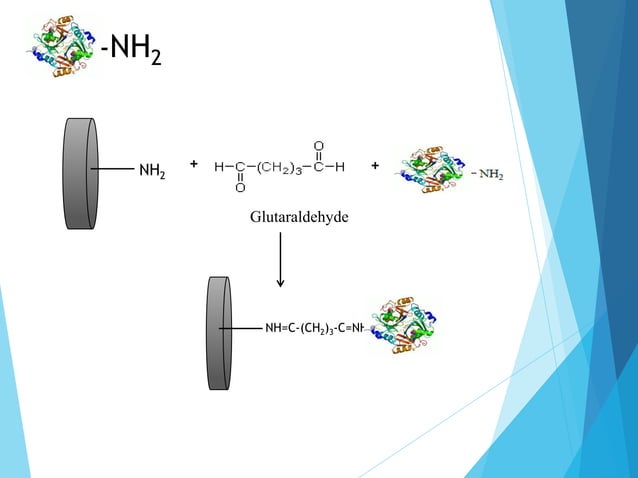 Protein Immobilization.pptx