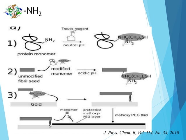 Protein Immobilization.pptx