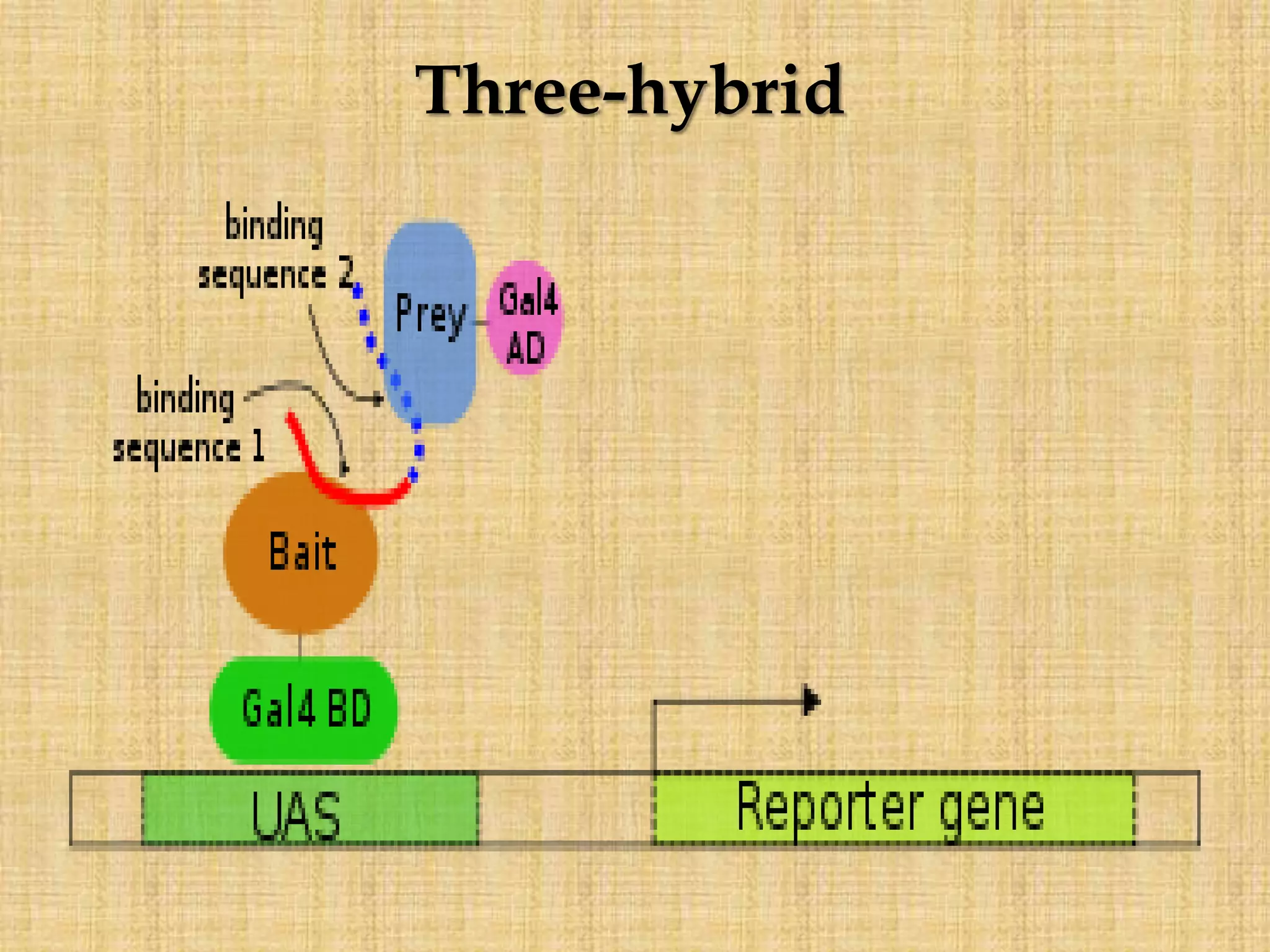Protein Interaction Types By Kk Sahu Pptx