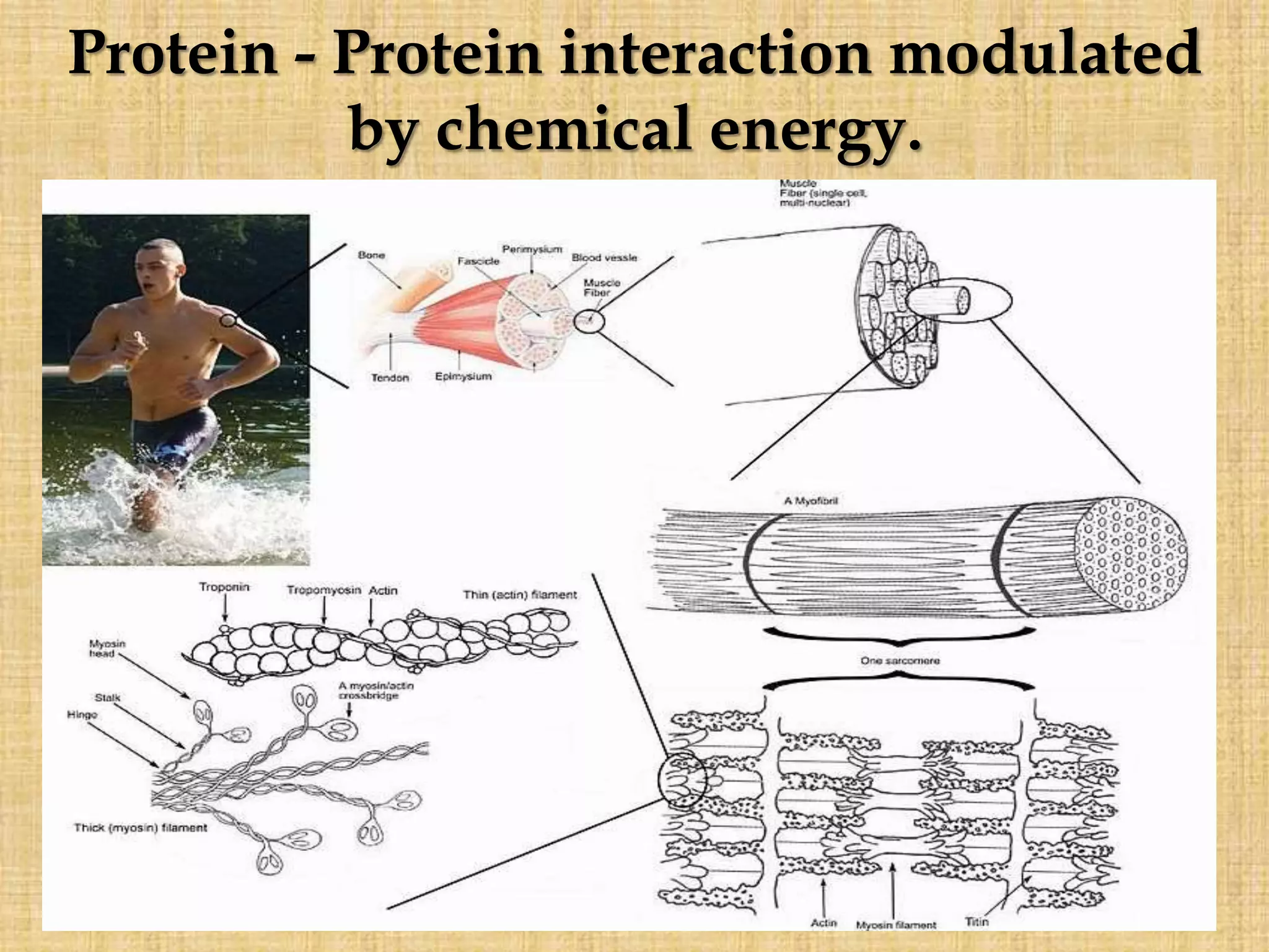Protein interaction, types by kk sahu | PPTX
