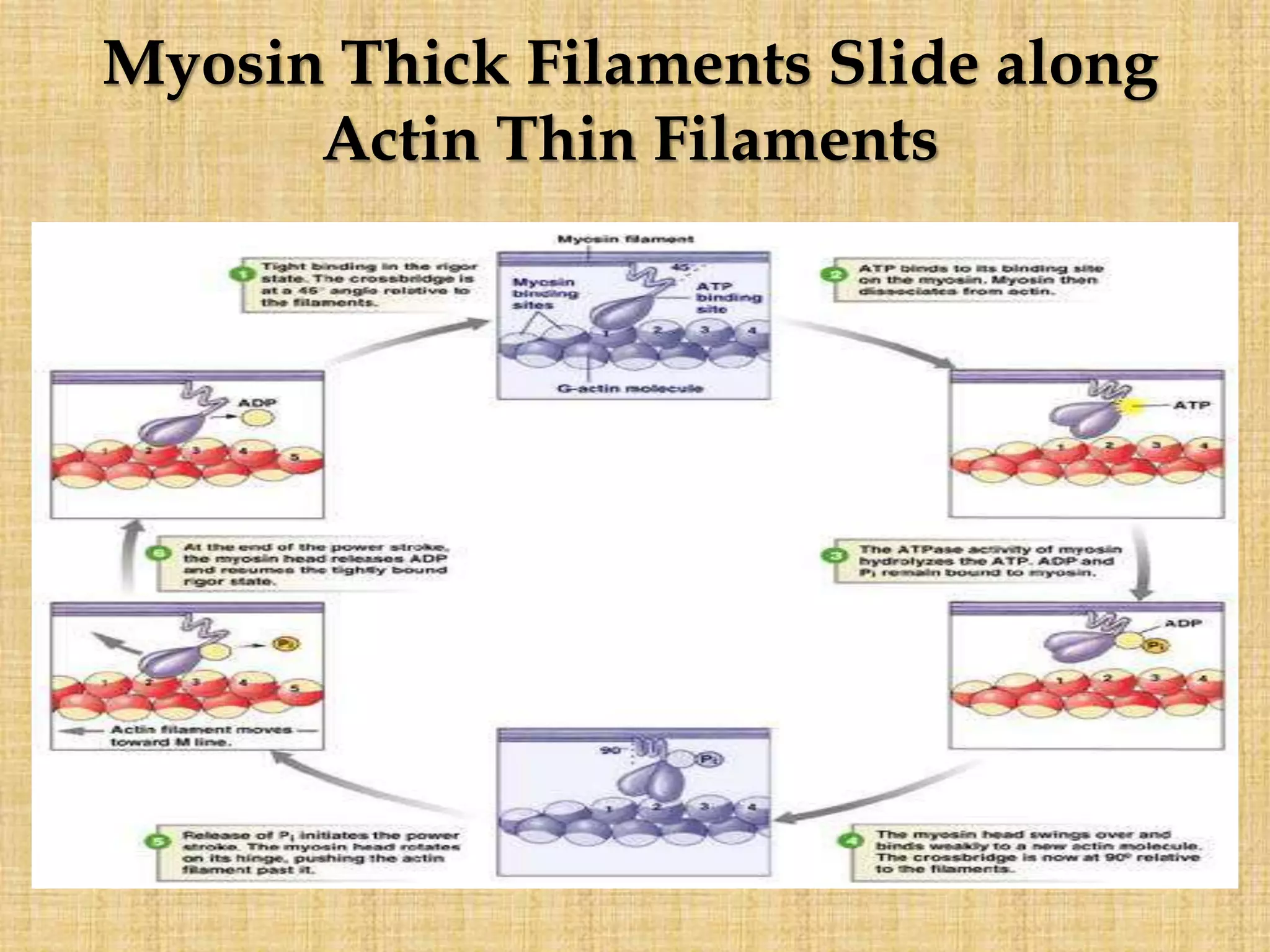 Protein Interaction Types By Kk Sahu Pptx