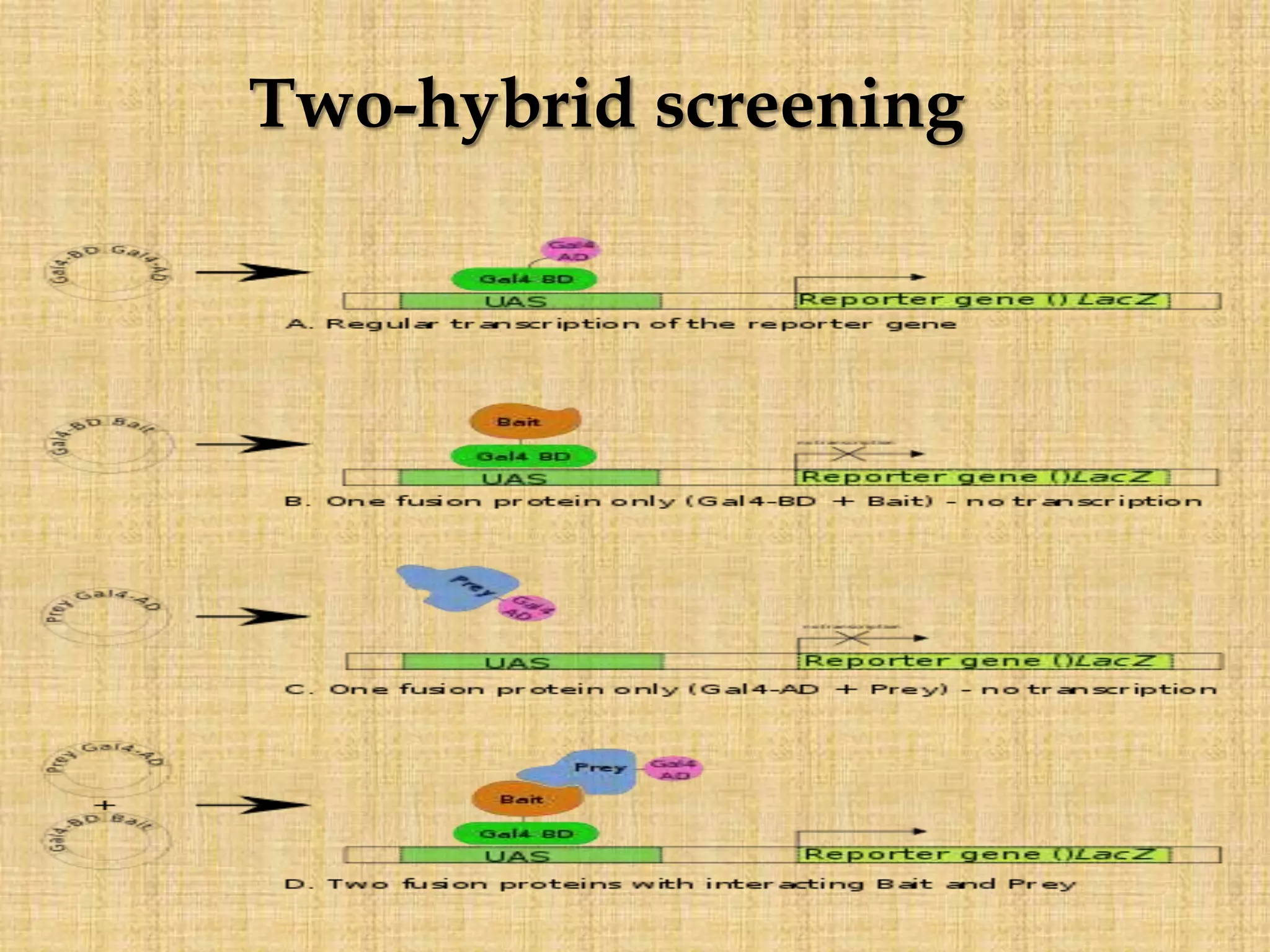 Protein Interaction Types By Kk Sahu Pptx