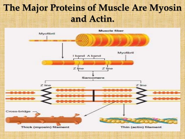 Protein Interaction Types By Kk Sahu Pptx