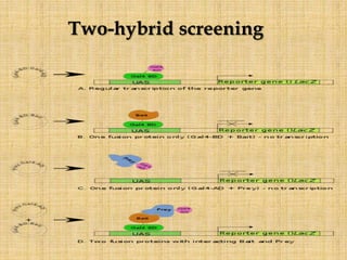 Protein interaction, types by kk sahu | PPTX