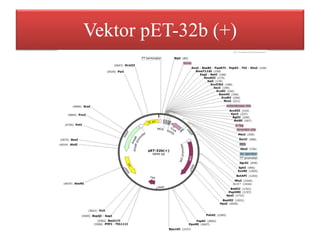 Protein interferon | PPTX