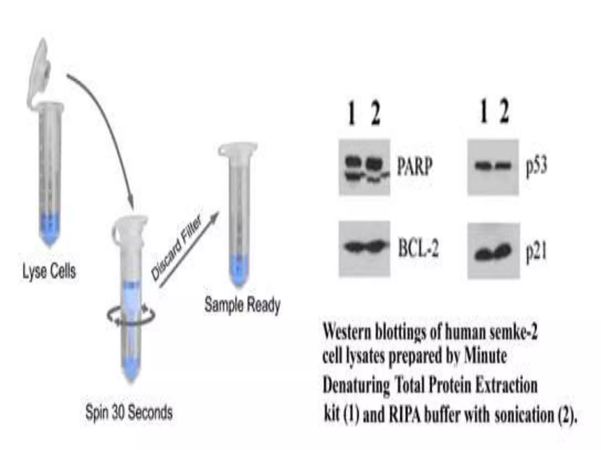 Protein isolation | PPTX