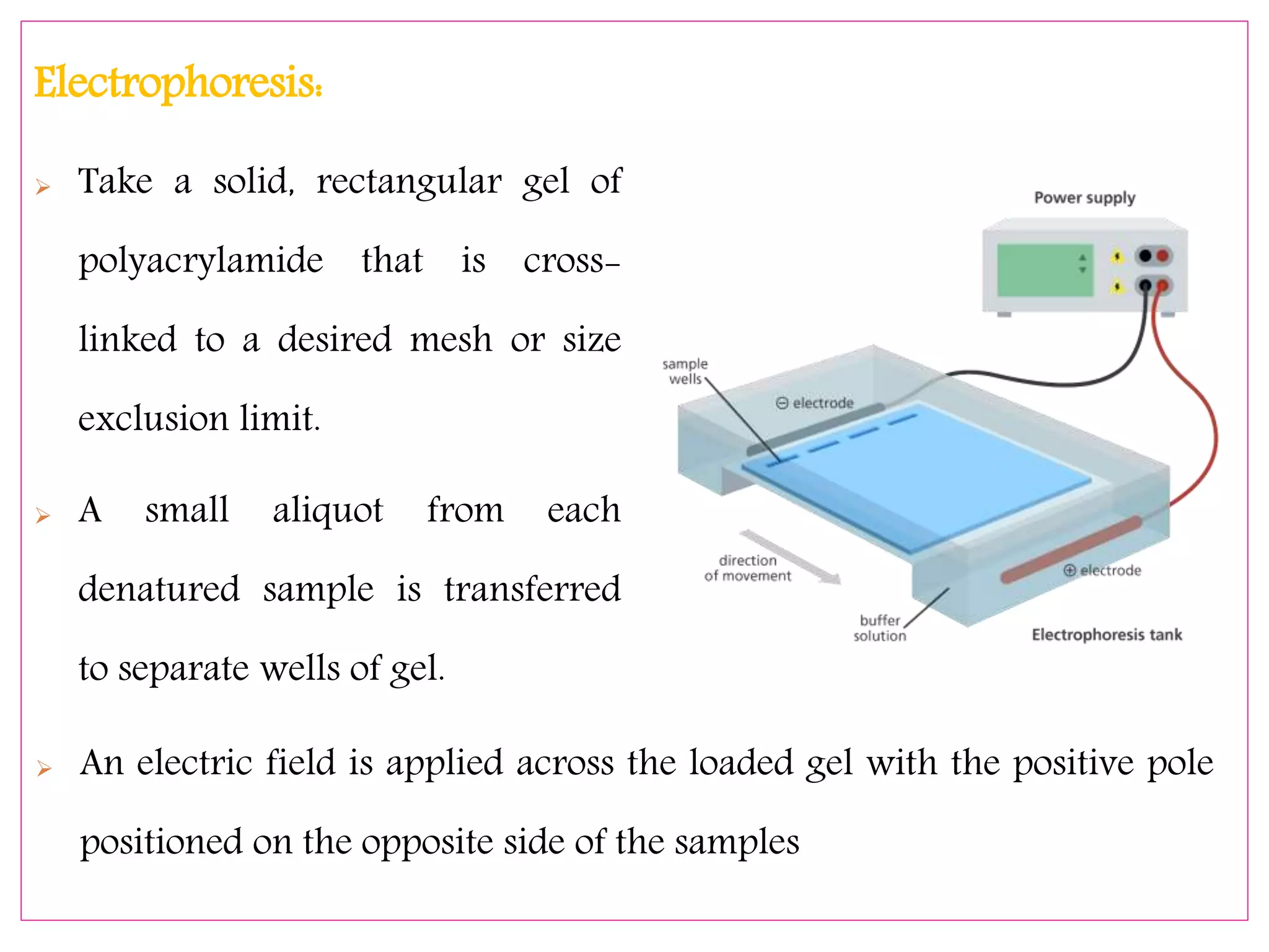 Protein isolation and quantification | PPTX