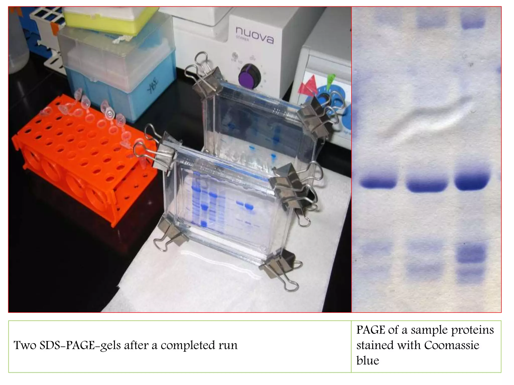 Protein isolation and quantification | PPTX