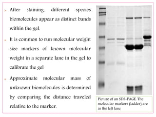 Protein isolation and quantification | PPTX