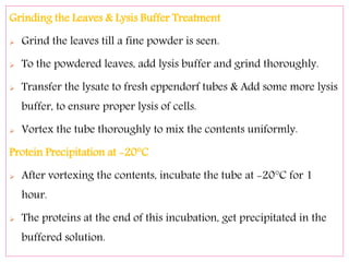 Protein isolation and quantification | PPTX