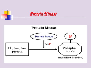 Protein kinases in pathology.ppt