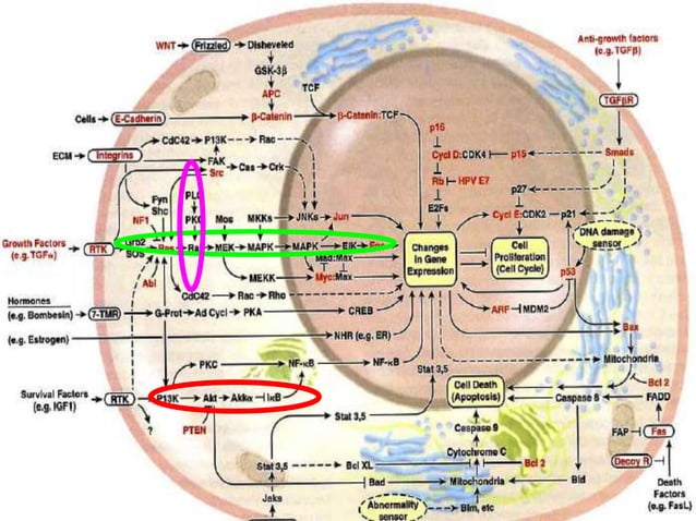 Protein kinases in pathology.ppt