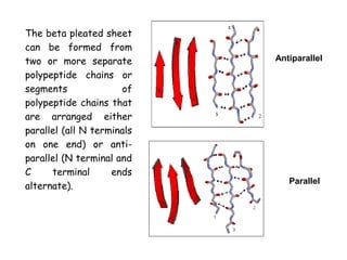 Protein Introduction | PPT