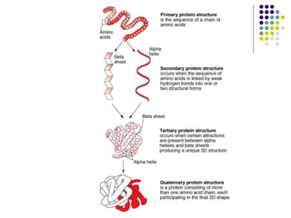 Protein lecture material.ppt