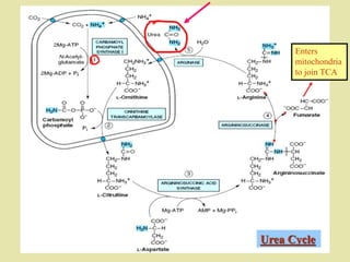 Protein metabolism for biochemistry mbbs | PPT