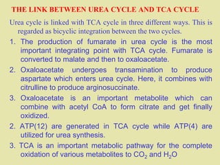 Protein metabolism for biochemistry mbbs | PPT