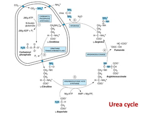 Protein metabolism | PPTX