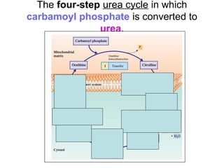 Protein metabolism | PPT