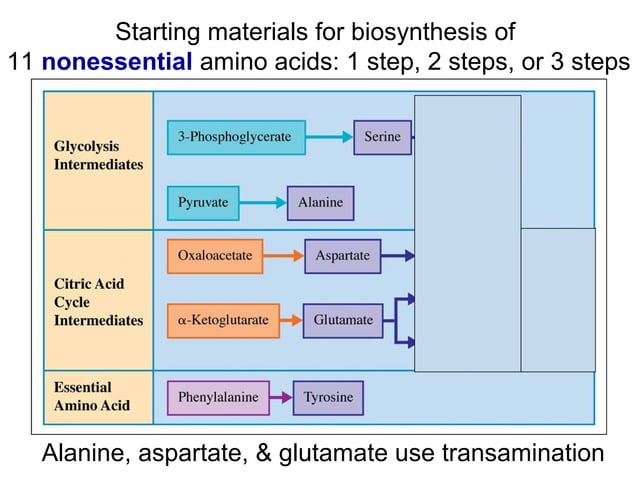 Protein metabolism