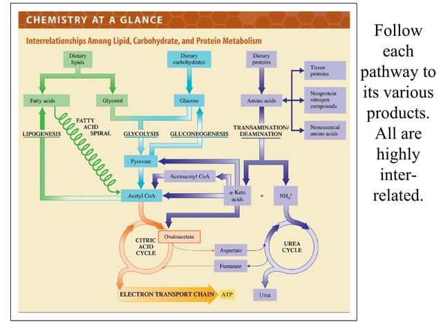 Protein metabolism