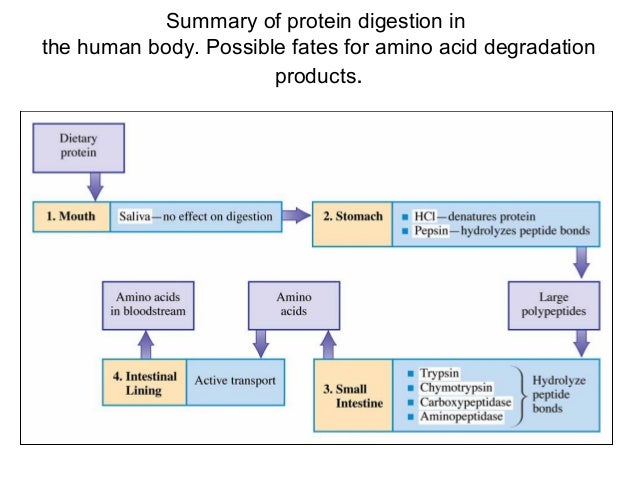 Protein metabolism