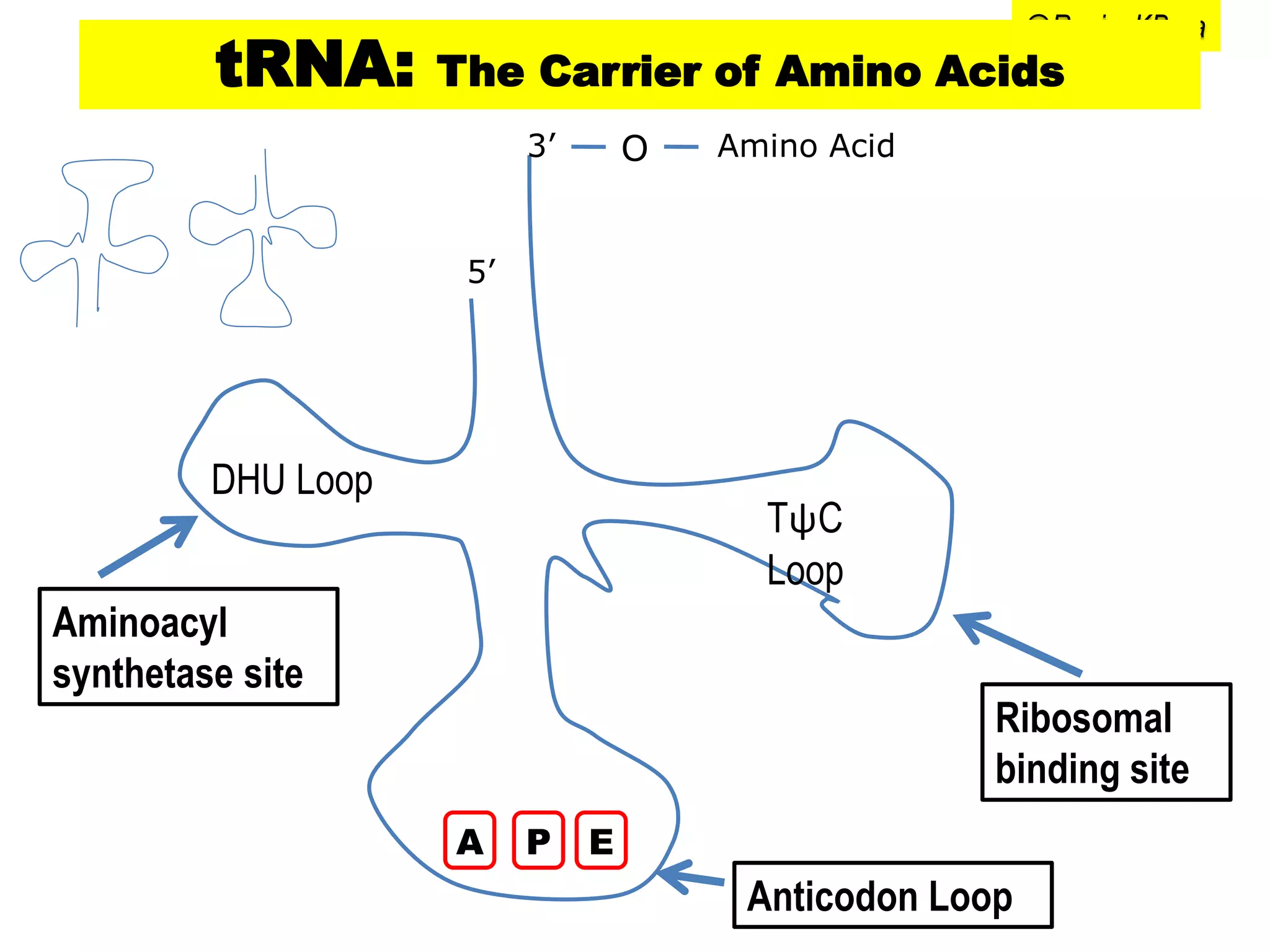 Protein metabolism | PPTX