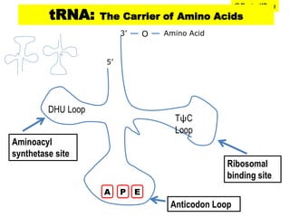 Protein metabolism | PPT