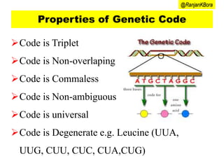 Protein metabolism | PPT