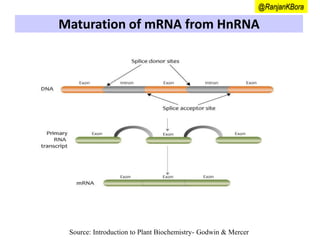 Protein metabolism | PPTX