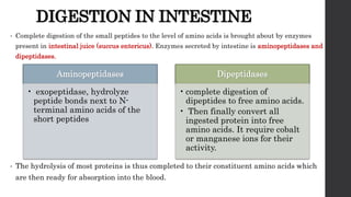 Protein metabolism... | PPTX