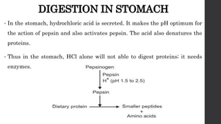 Protein metabolism... | PPTX | Chemistry | Science