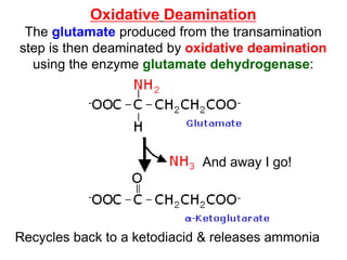 Protein metabolism.ppt