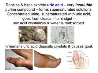 Protein Metabolism .ppt