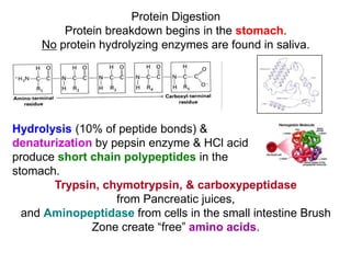 Protein Metabolism .ppt