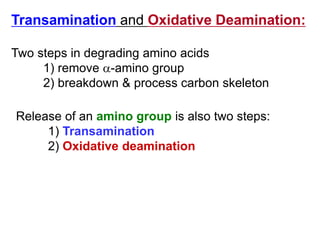 Protein Metabolism .ppt