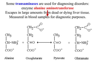Protein Metabolism .ppt