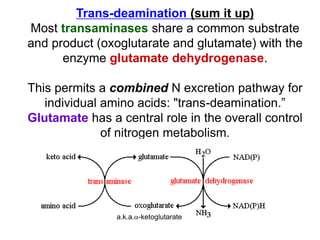 Protein Metabolism .ppt | Chemistry | Science