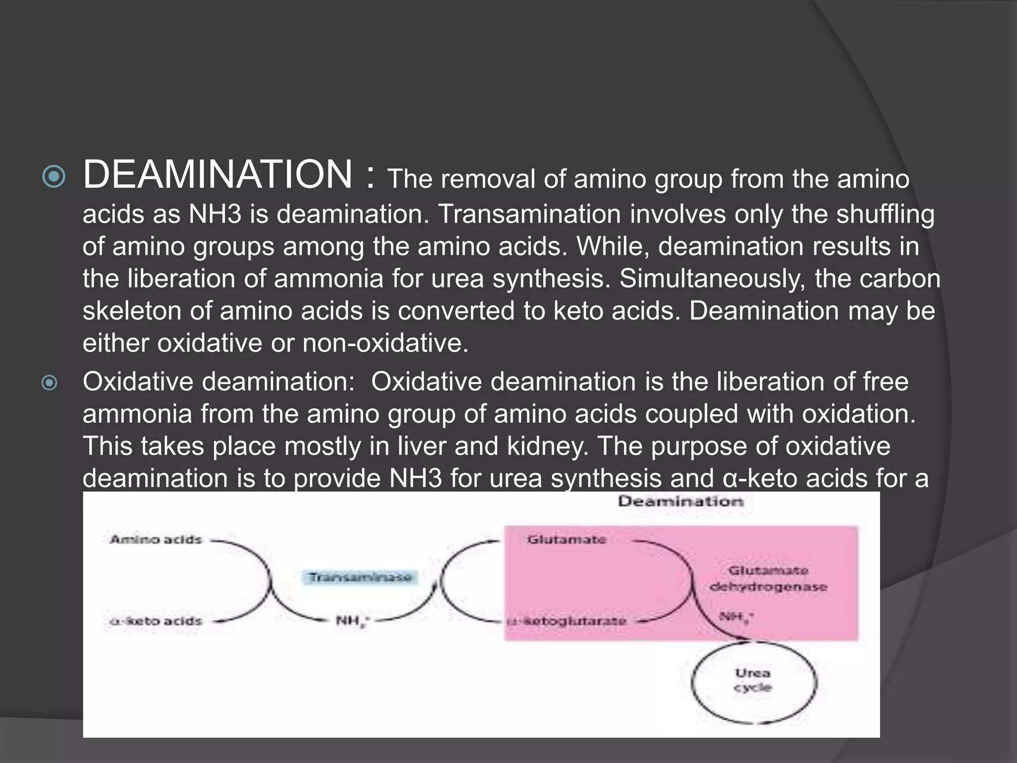 PROTEIN METABOLISM.pptx