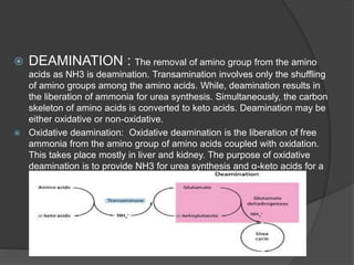 PROTEIN METABOLISM.pptx