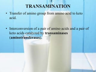 Protein Metabolism.pptx
