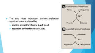 METABOLISM OF PROTEINS B.sc Generic Nursing .pptx