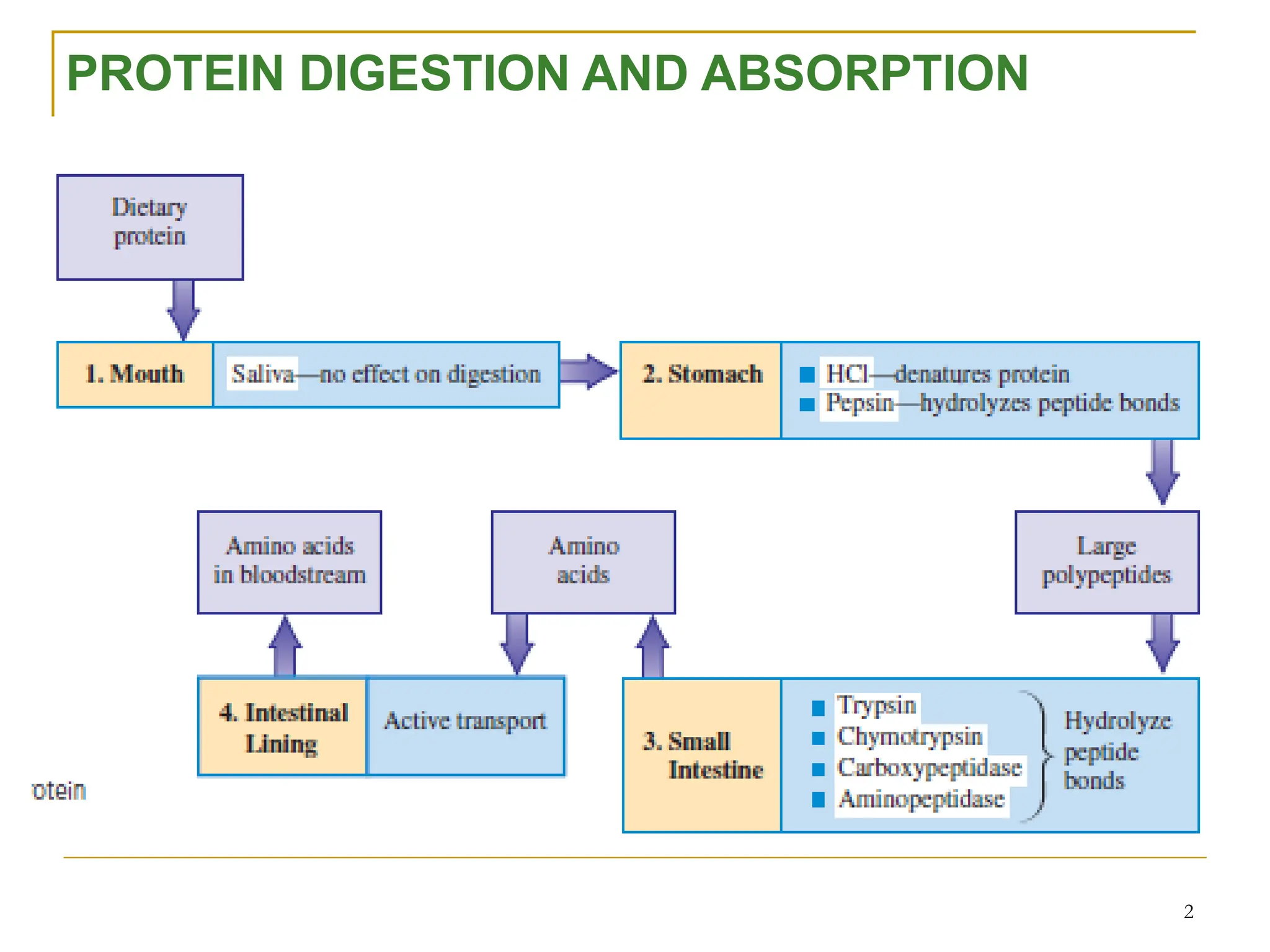 Protein Metabolism.pdf