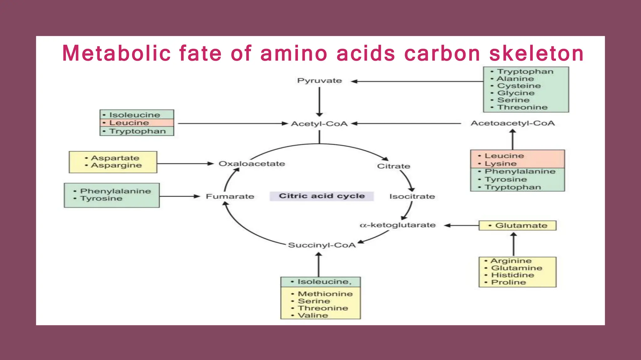 Protein and amino acids metabolism in the body | PPTX