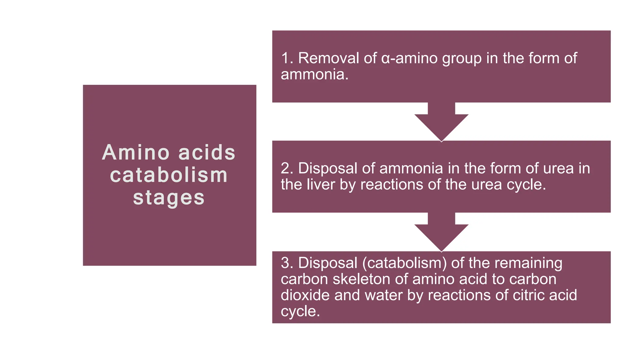 Protein and amino acids metabolism in the body | PPTX
