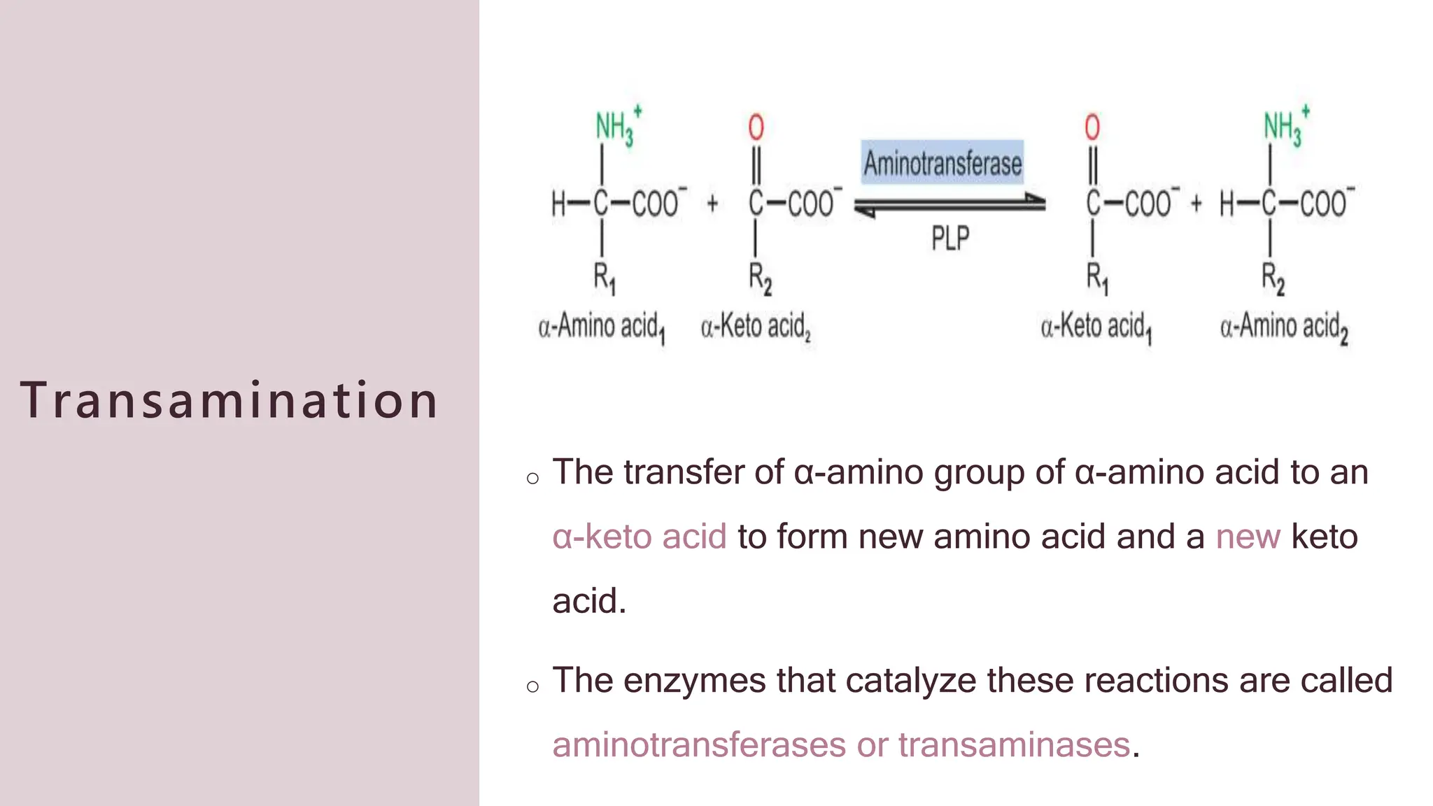 Protein and amino acids metabolism in the body | PPTX