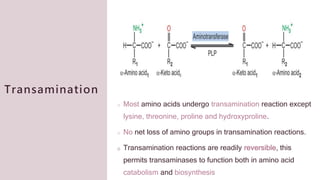 Protein and amino acids metabolism in the body | PPTX