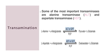 Protein and amino acids metabolism in the body | PPTX