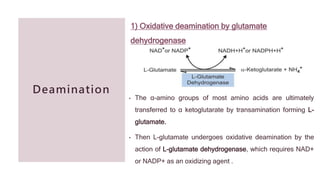 Protein and amino acids metabolism in the body | PPTX