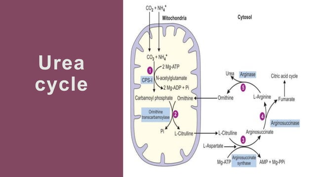 Protein and amino acids metabolism in the body | PPTX