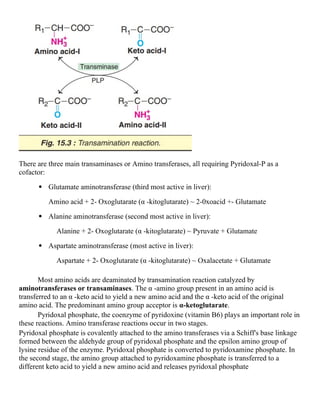 Protein Metabolism and the diseases associated with nitrogen metabolism ...